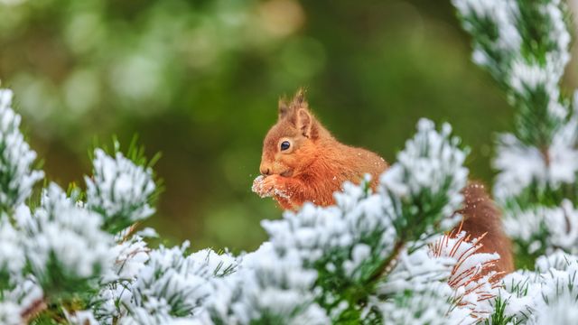 Eurasian red squirrel in Northumberland, England - Bing Gallery · Peapix