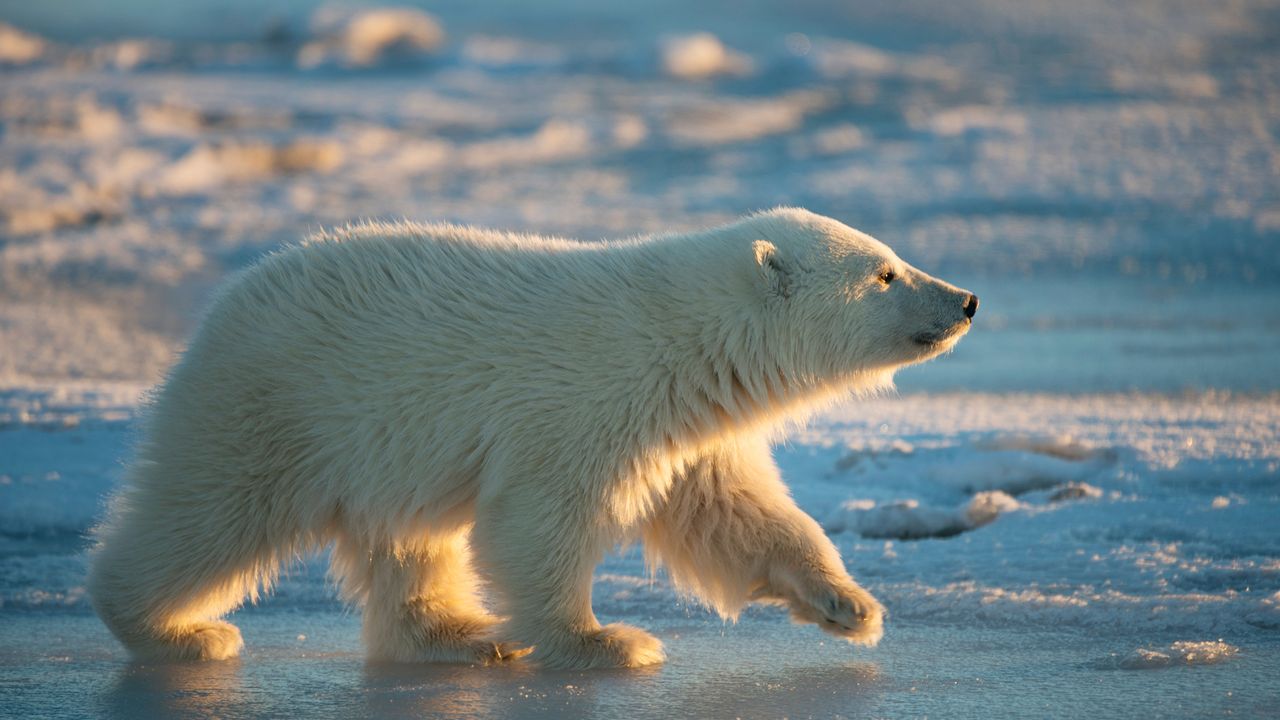 Polar bear cub walking across pack ice, Arctic National Wildlife Refuge ...