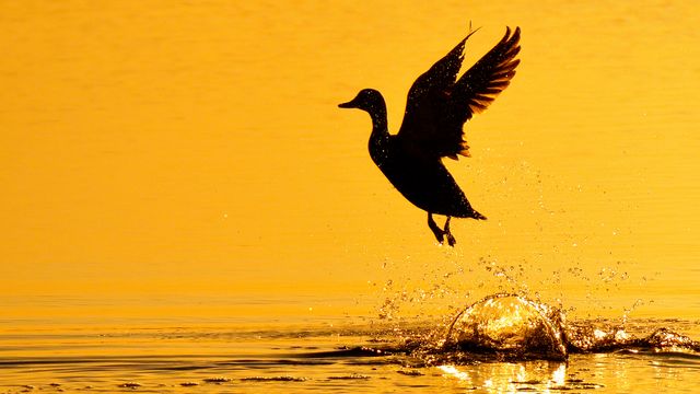 Quack in black - Spotlight Gallery