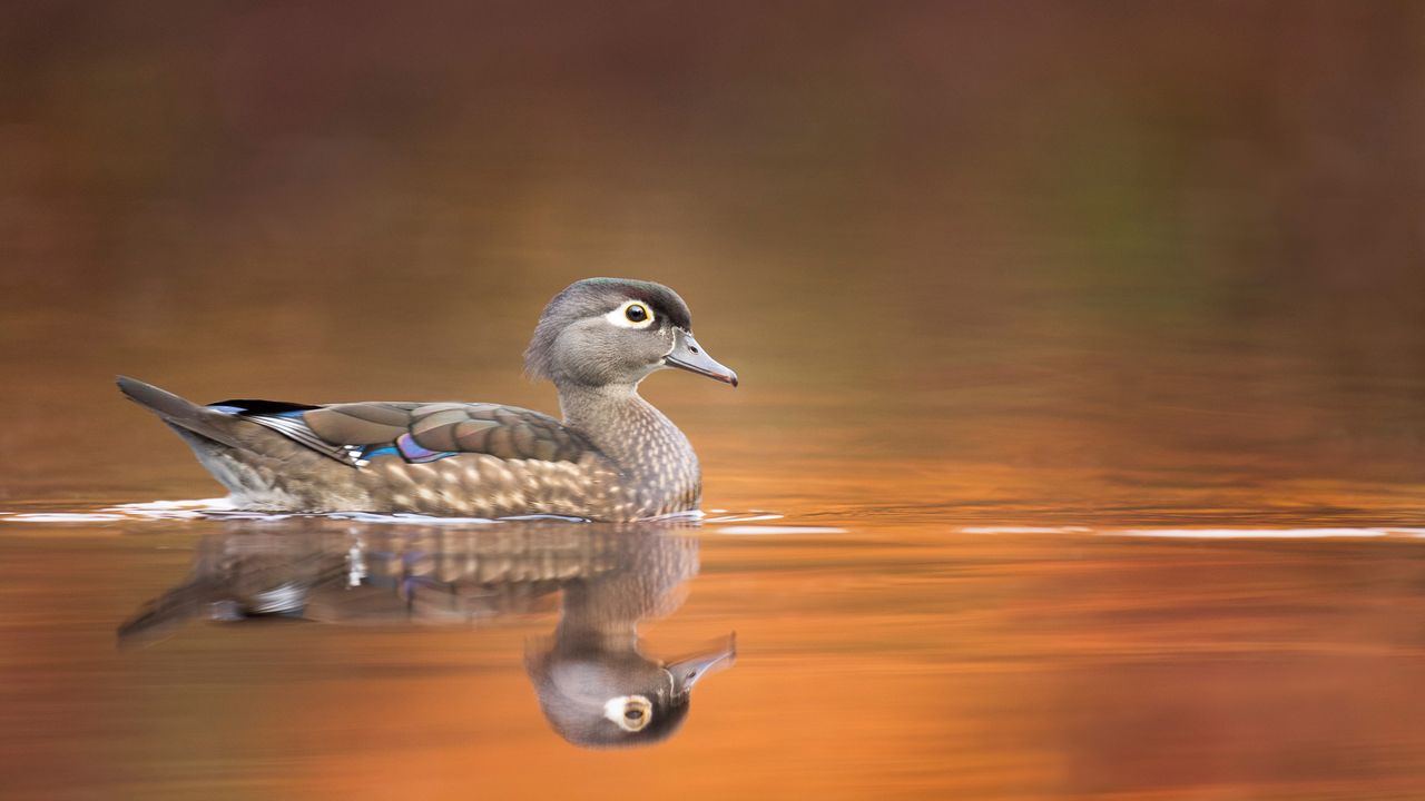 Wood duck hen - Bing Gallery · Peapix