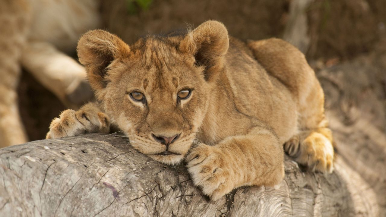 Climber cub - Spotlight Gallery