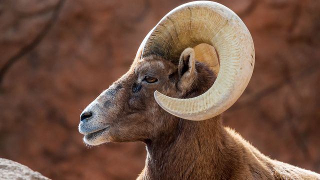 100+ Animal Wallpapers - HD Spotlight Desktop Wallpapers · Peapix