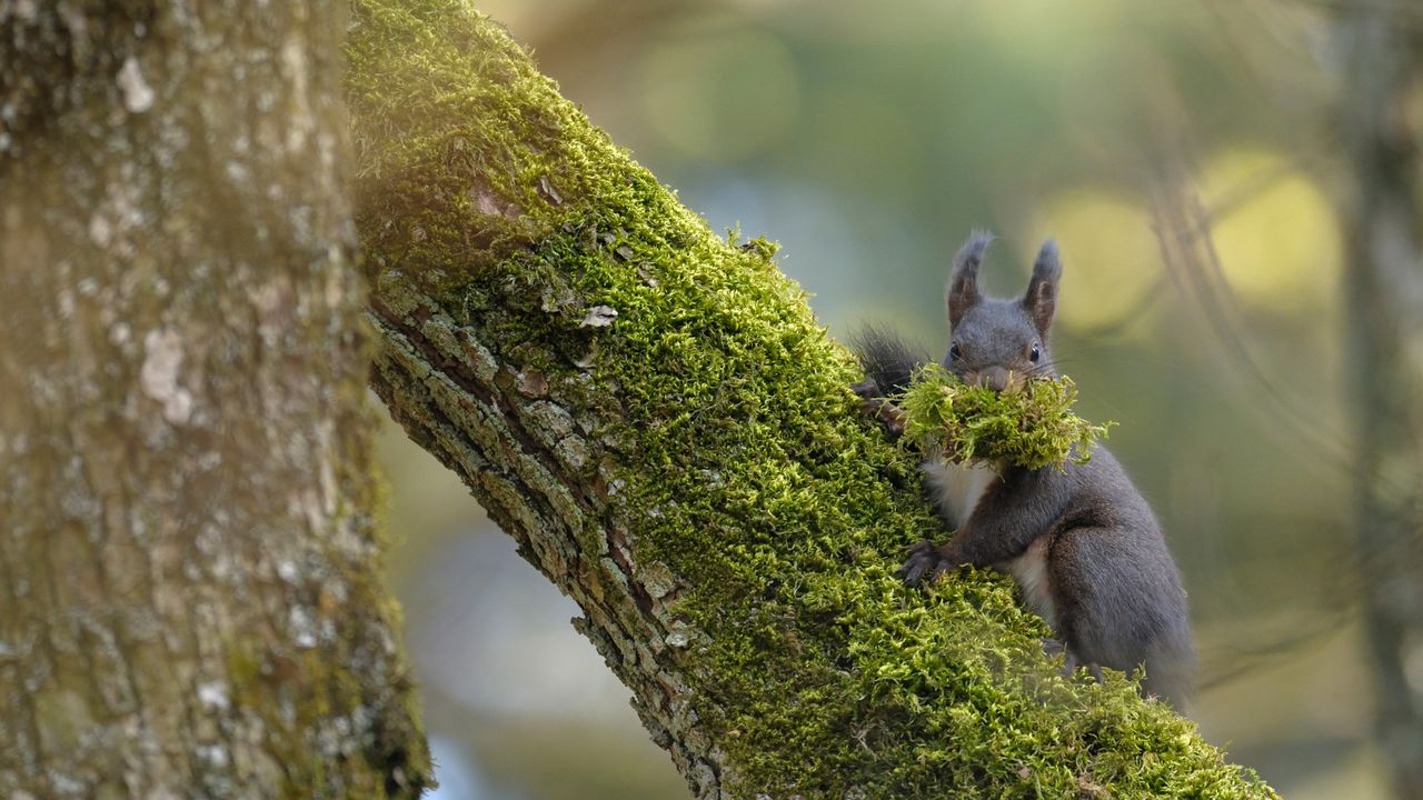 A female Eurasian red squirrel carrying moss, Switzerland - Bing Gallery · Peapix
