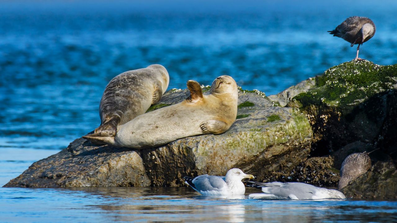 Harbour seals at Robert Moses State Park, Long Island, New York, United ...