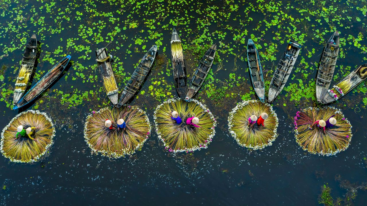 Water lily harvest, Mekong River Delta, Long An, Vietnam - Bing Gallery ...