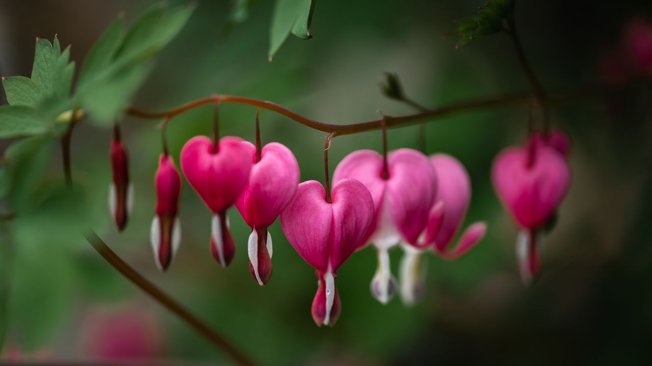 Bleeding hearts - Bing Gallery · Peapix