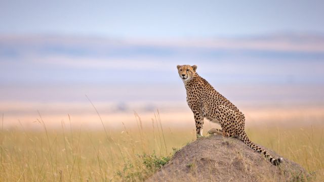 Cheetah in Maasai Mara National Reserve, Narok, Kenya - Bing Gallery ...