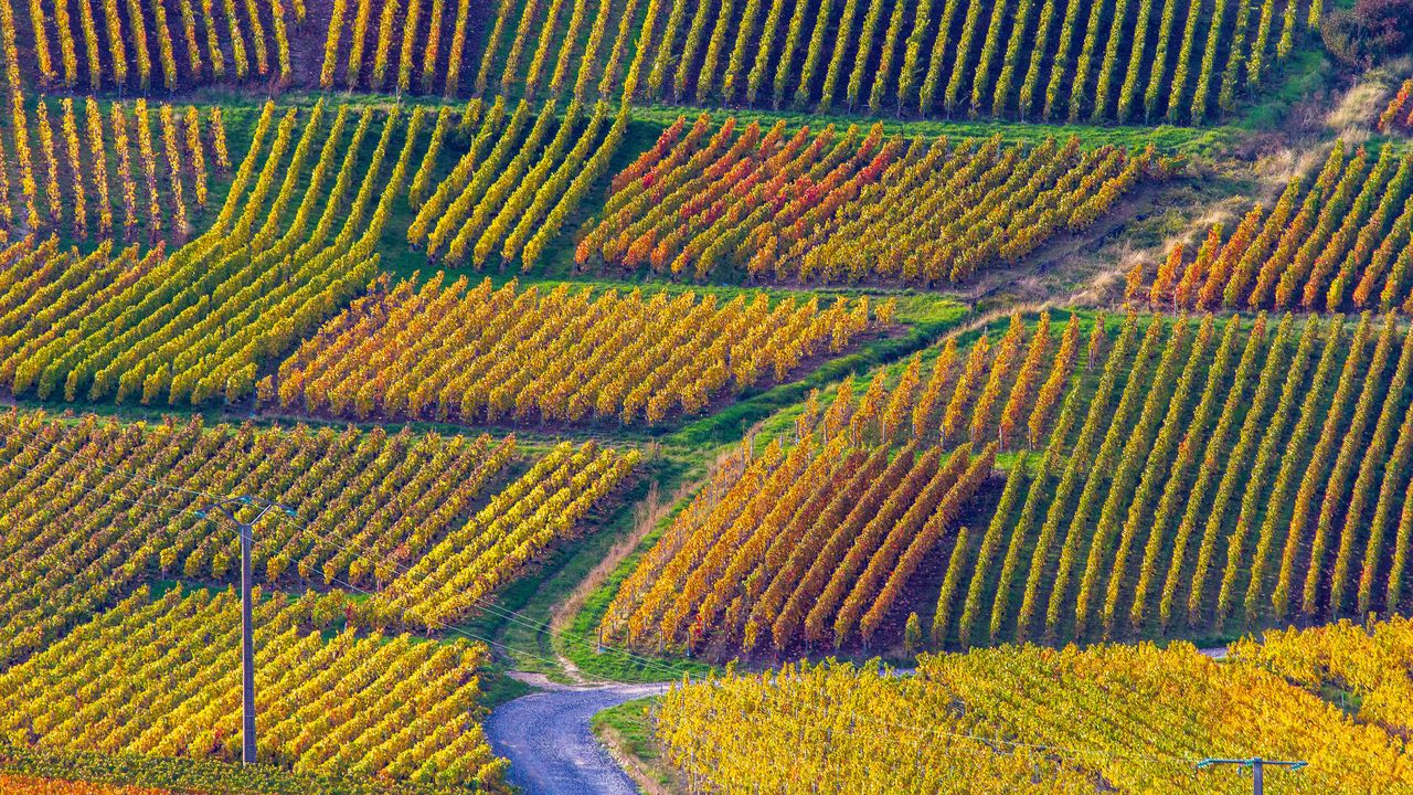 Vignobles de Champagne, parc naturel régional de la Montagne de Reims ...