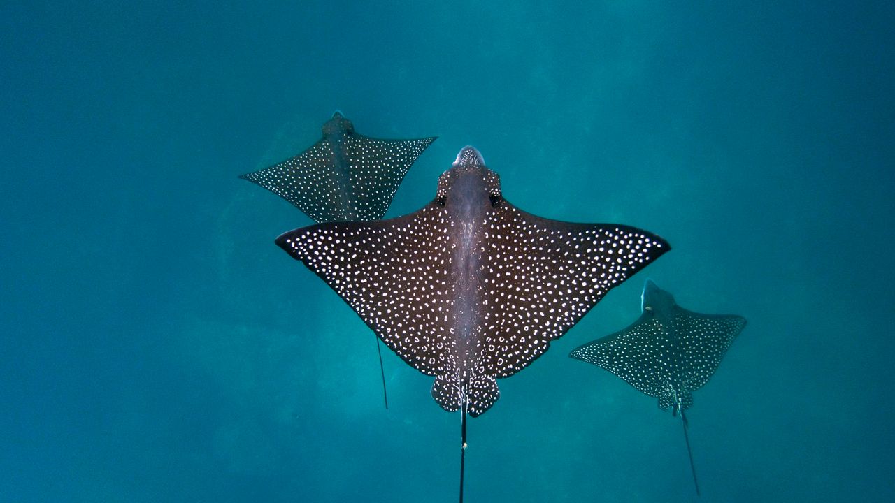 Spotted eagle rays, San Cristóbal Island, Galápagos Islands, Ecuador ...