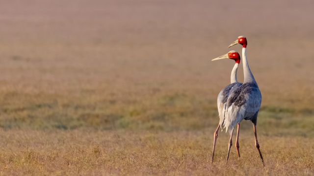 50+ Bird Wallpapers - HD Spotlight Desktop Wallpapers · Peapix