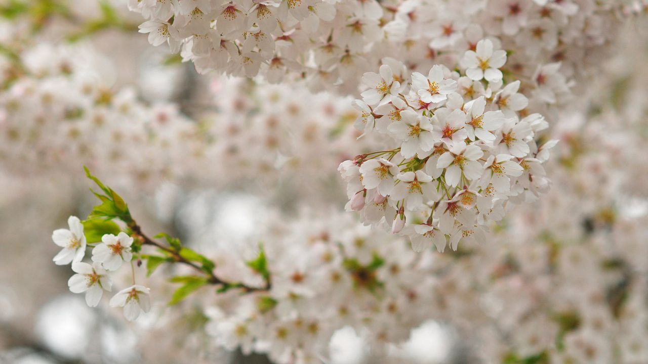 Cherry blossoms, Queen Elizabeth Park, Vancouver, Canada - Bing Gallery ...