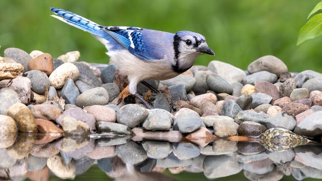 50+ Bird Wallpapers - HD Spotlight Desktop Wallpapers · Peapix
