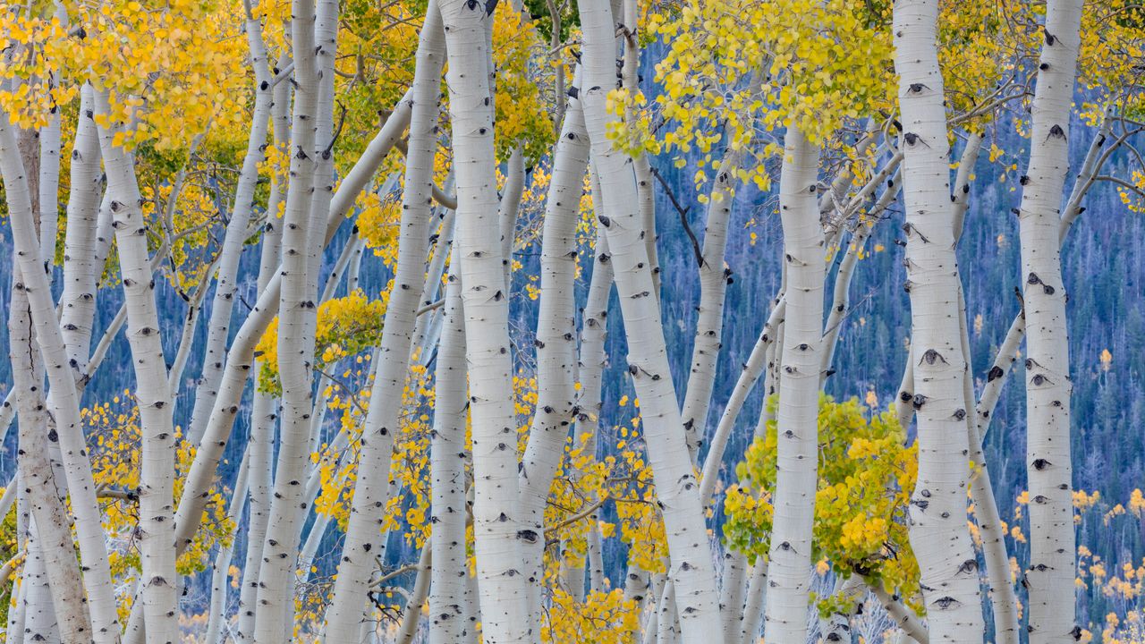 Aspen trees during autumn Fishlake National Forest, Utah, United States ...