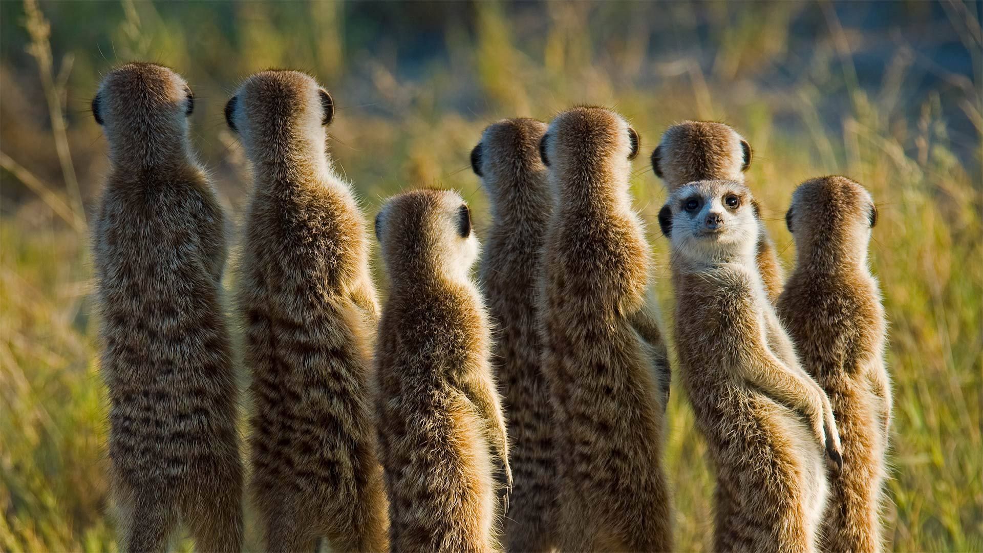 Suricates dans le Désert de Kalahari, Botswana | Peapix
