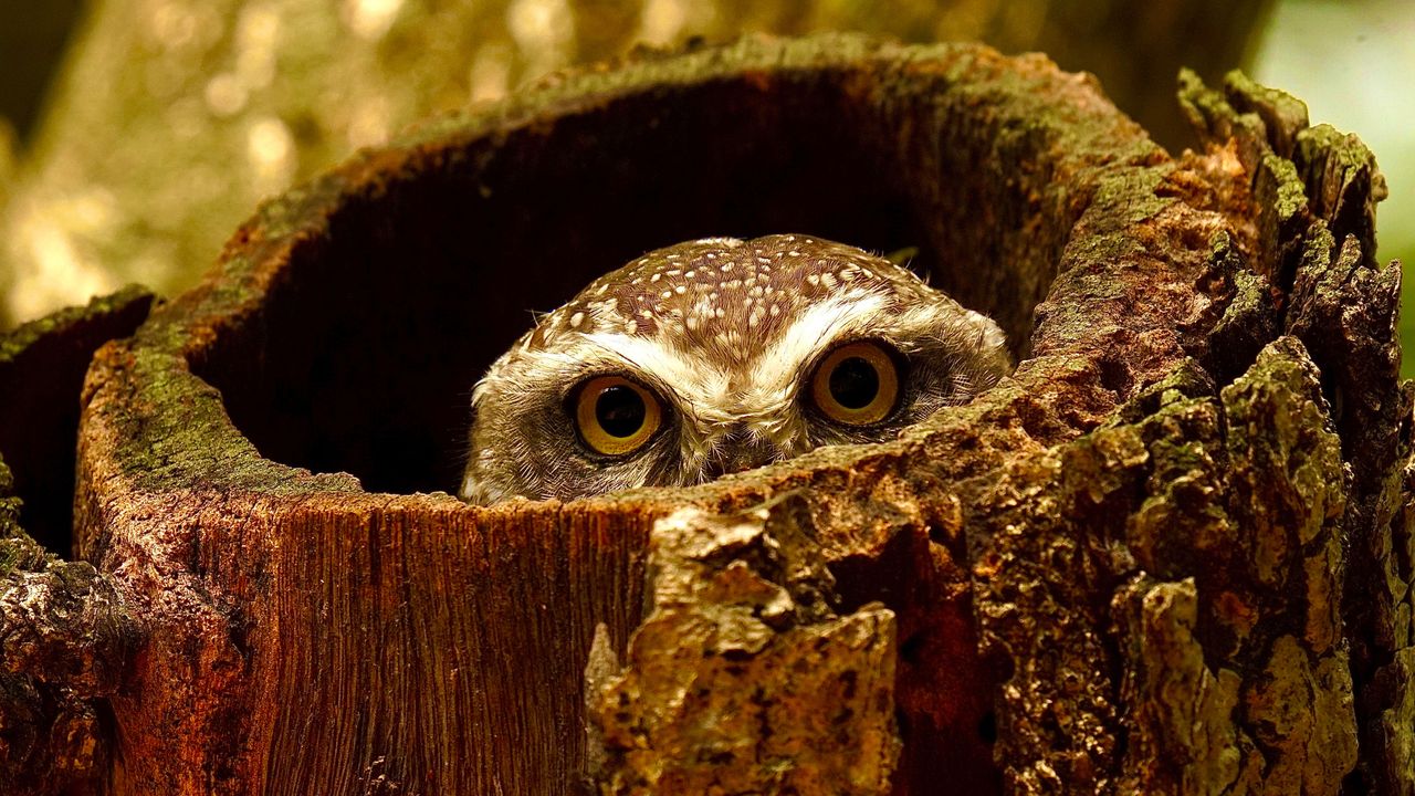 Boo! I mean, who! - Spotlight Gallery