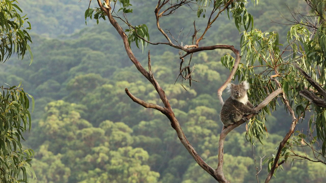 Koala in a eucalyptus tree, Great Otway National Park, Australia - Bing ...