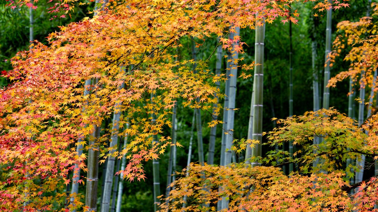Colourful maple leaves and bamboo forest in Arashiyama, Kyoto, Japan ...