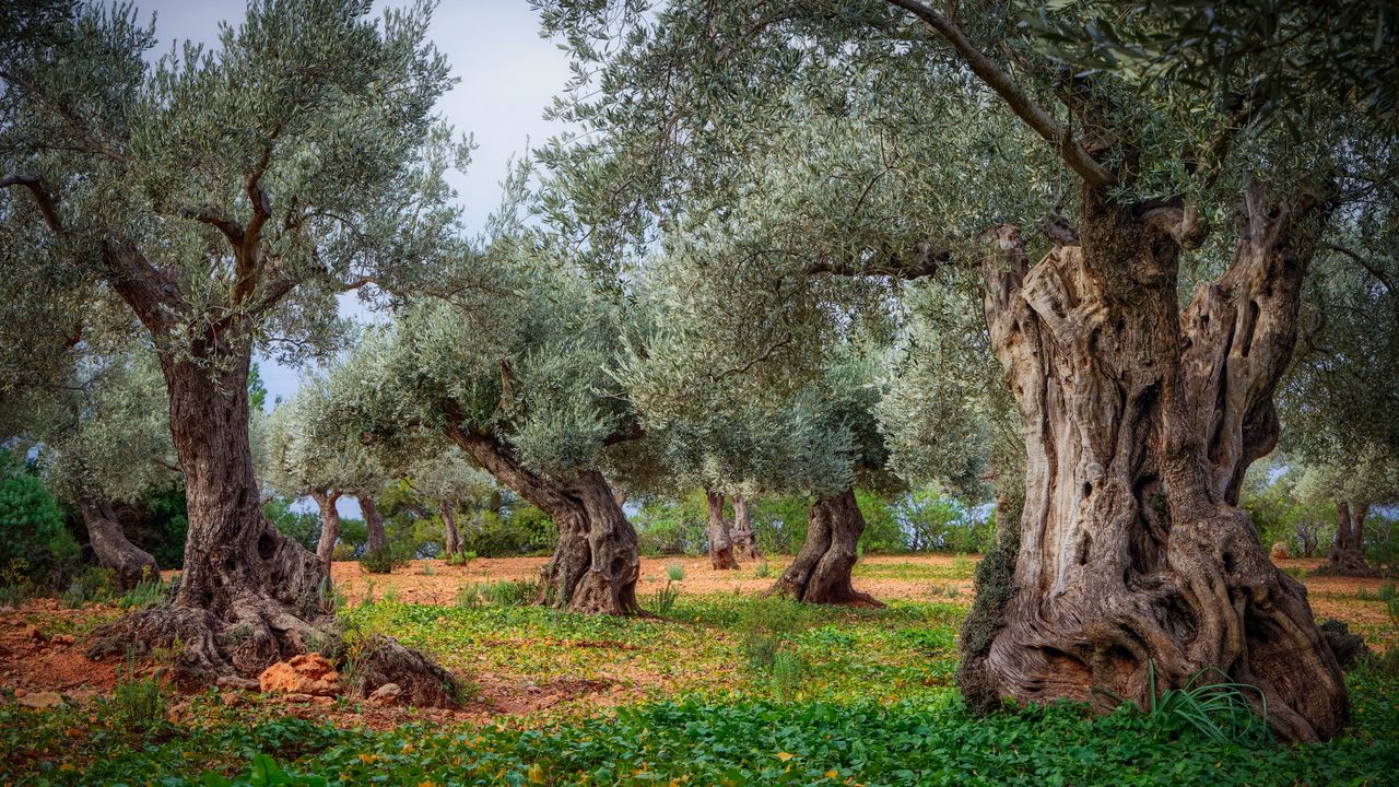 Olive orchard in the Serra de Tramuntana, Mallorca, Balearic Islands ...