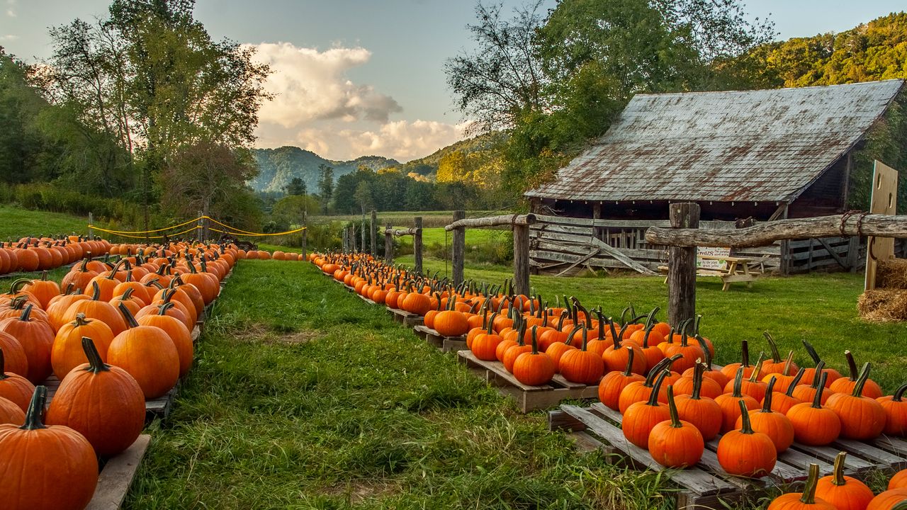Ferme de citrouilles en Caroline du Nord, États-Unis - Bing Gallery · Peapix