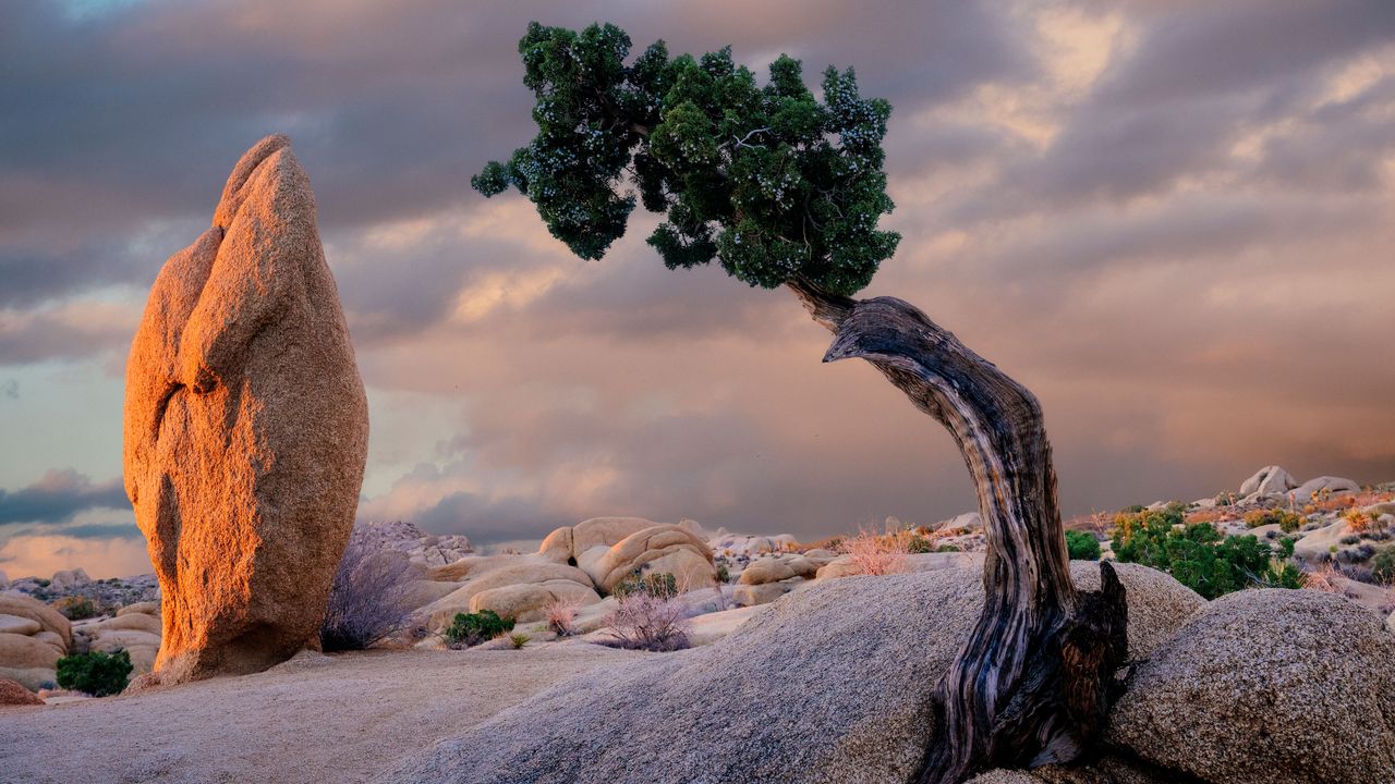 Rigid rock, tilted tree - Spotlight Gallery