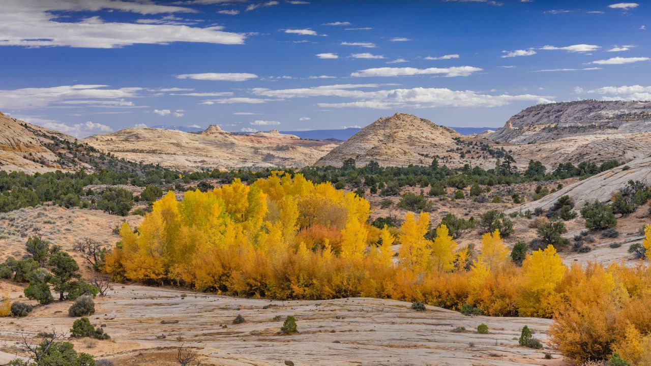 Cottonwood trees in Grand Staircase-Escalante National Monument, Utah ...
