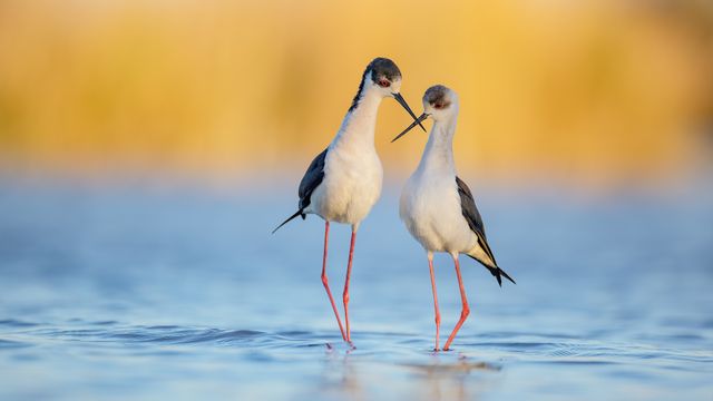 50+ Bird Wallpapers - HD Spotlight Desktop Wallpapers · Peapix