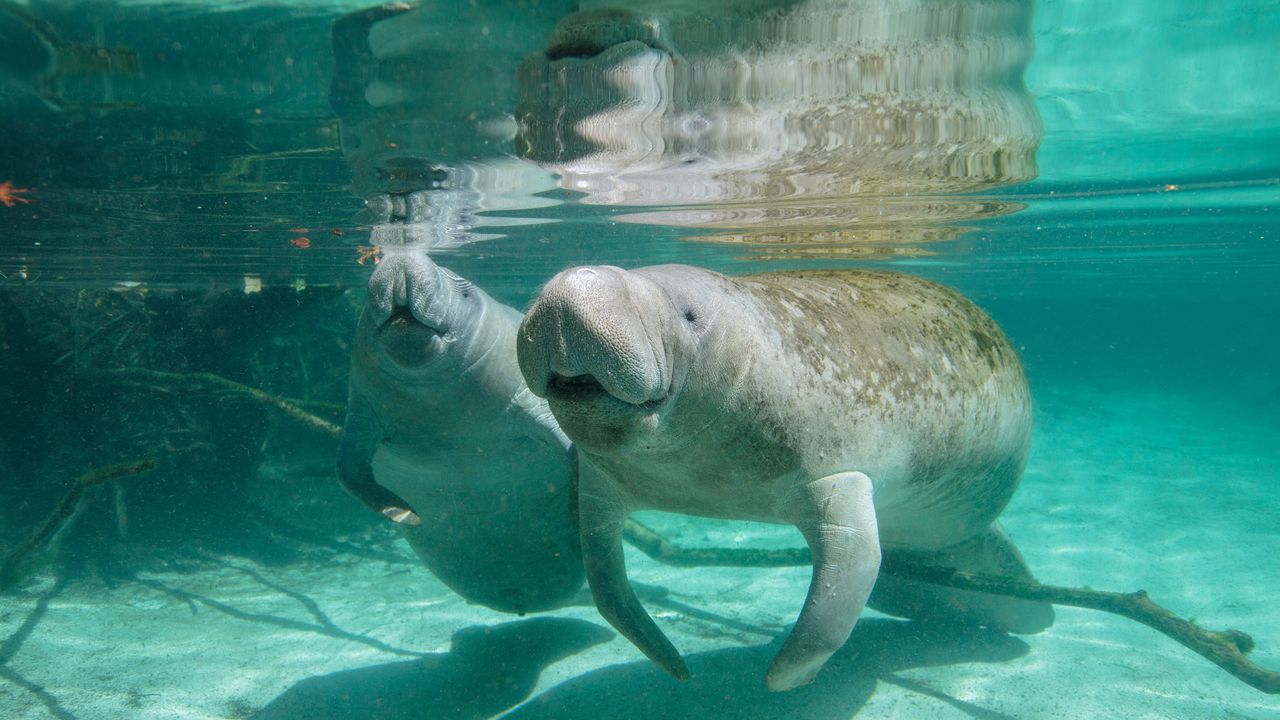 Mother manatee and calf, Crystal River, Florida - Bing Gallery · Peapix