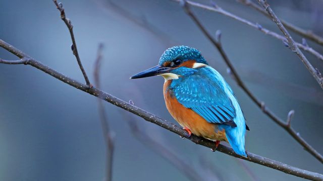 50+ Bird Wallpapers - HD Spotlight Desktop Wallpapers · Peapix