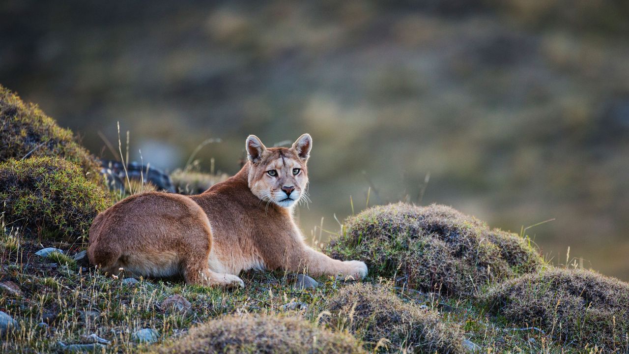 Puma power - Spotlight Gallery