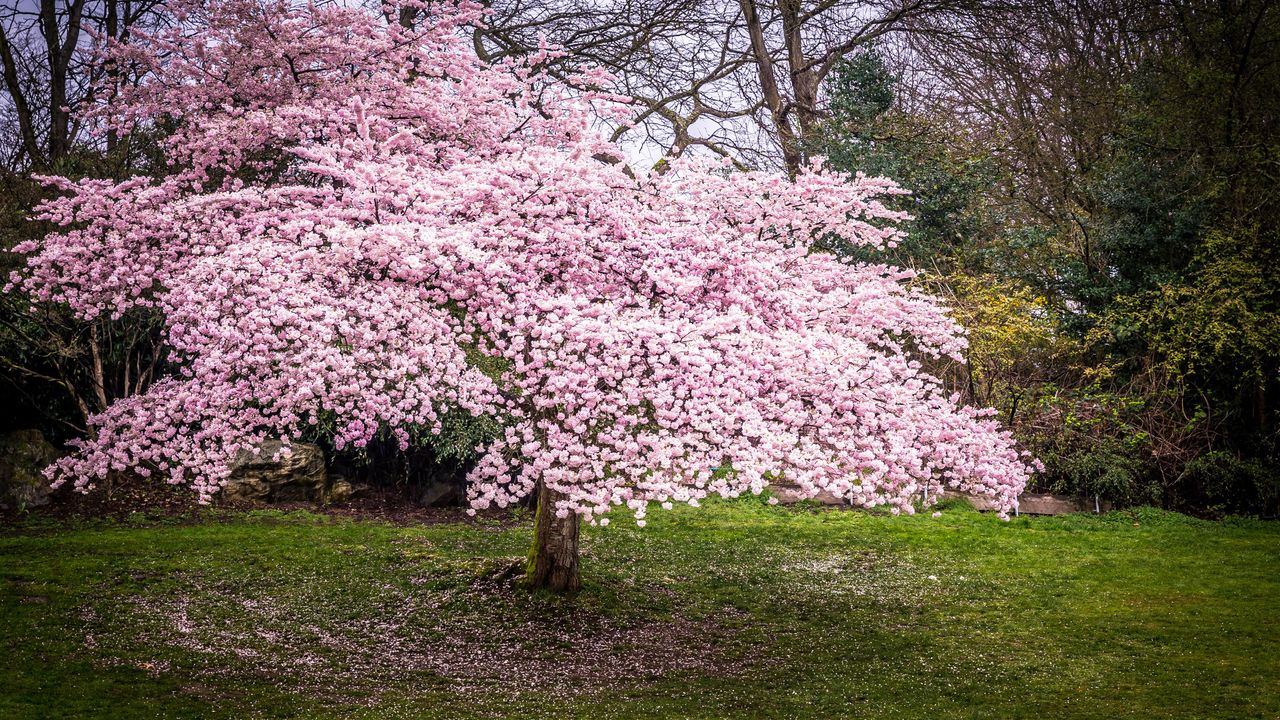 Cherry blossoms in Queen Elizabeth Park, Vancouver, Canada - Bing ...