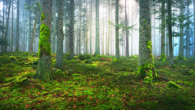 A pine forest in Alsace, France - Bing Gallery · Peapix
