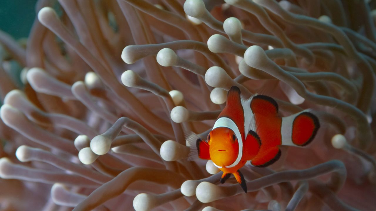 Buddy picture - Spotlight Gallery