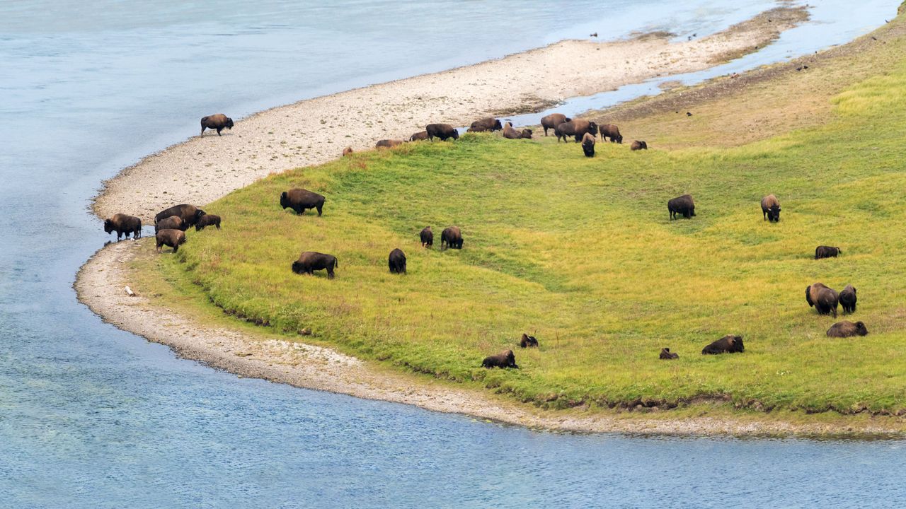 Where the buffalo ruminate - Spotlight Gallery