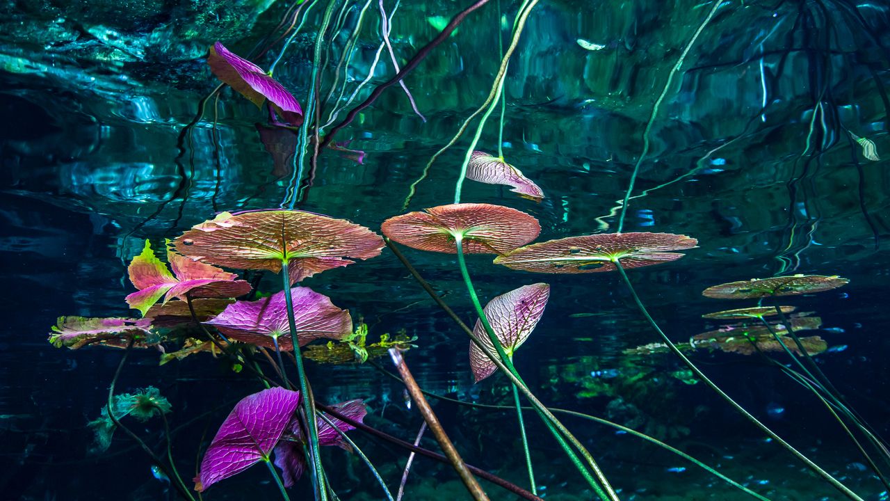 Water Lilies At Grand Cenote Tulum Mexico Bing Gallery Peapix