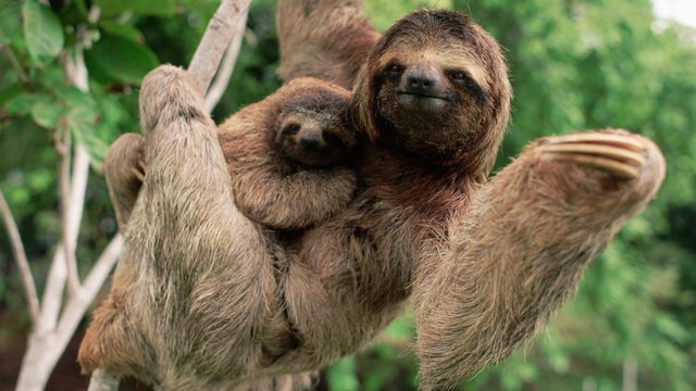 Tree hugger in training - Spotlight Gallery
