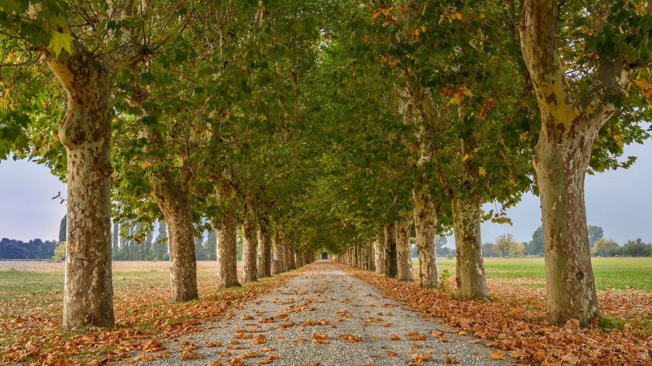 Viale alberato, Pinerolo, Torino, Piemonte - Bing Gallery · Peapix