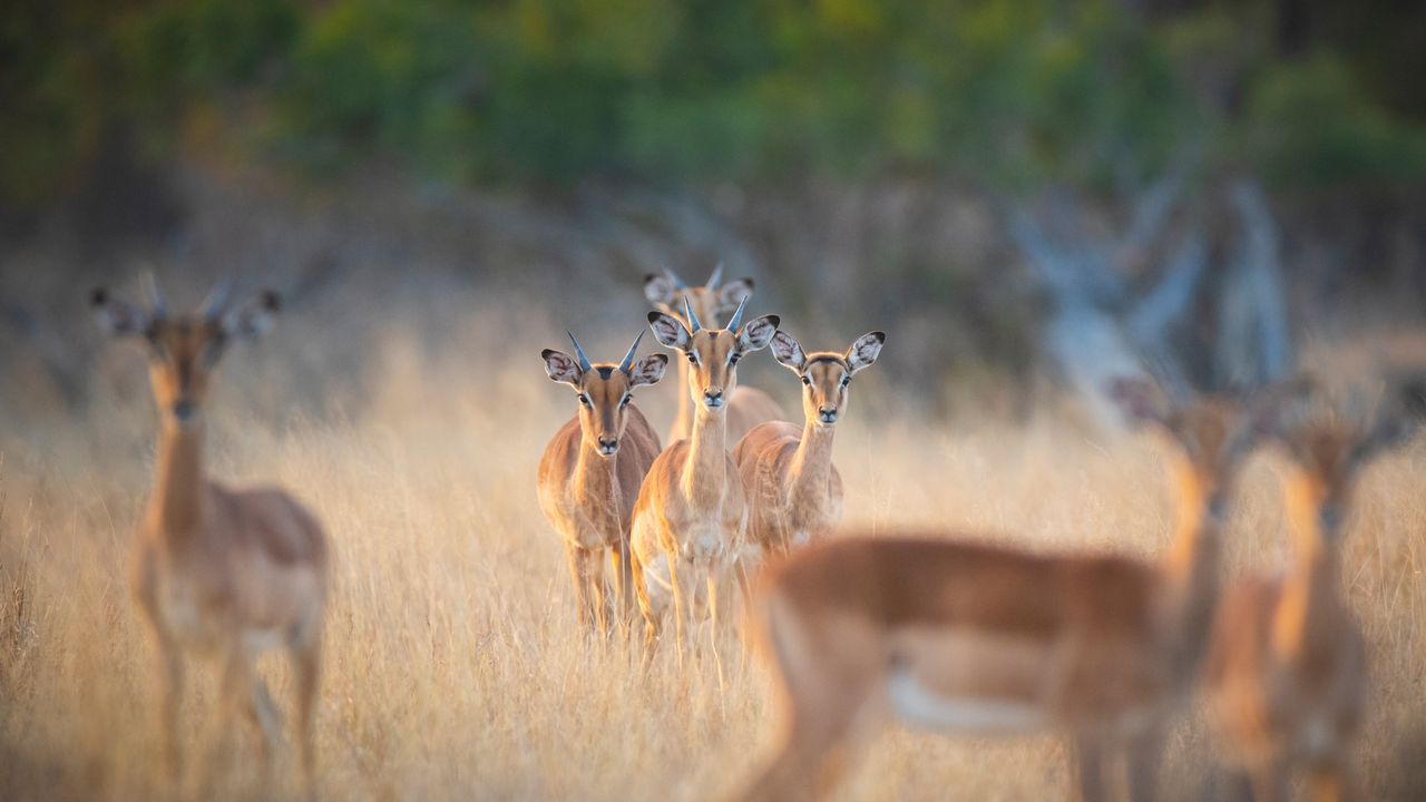 A herd of impalas, Londolozi Game Reserve, South Africa - Bing Gallery ...
