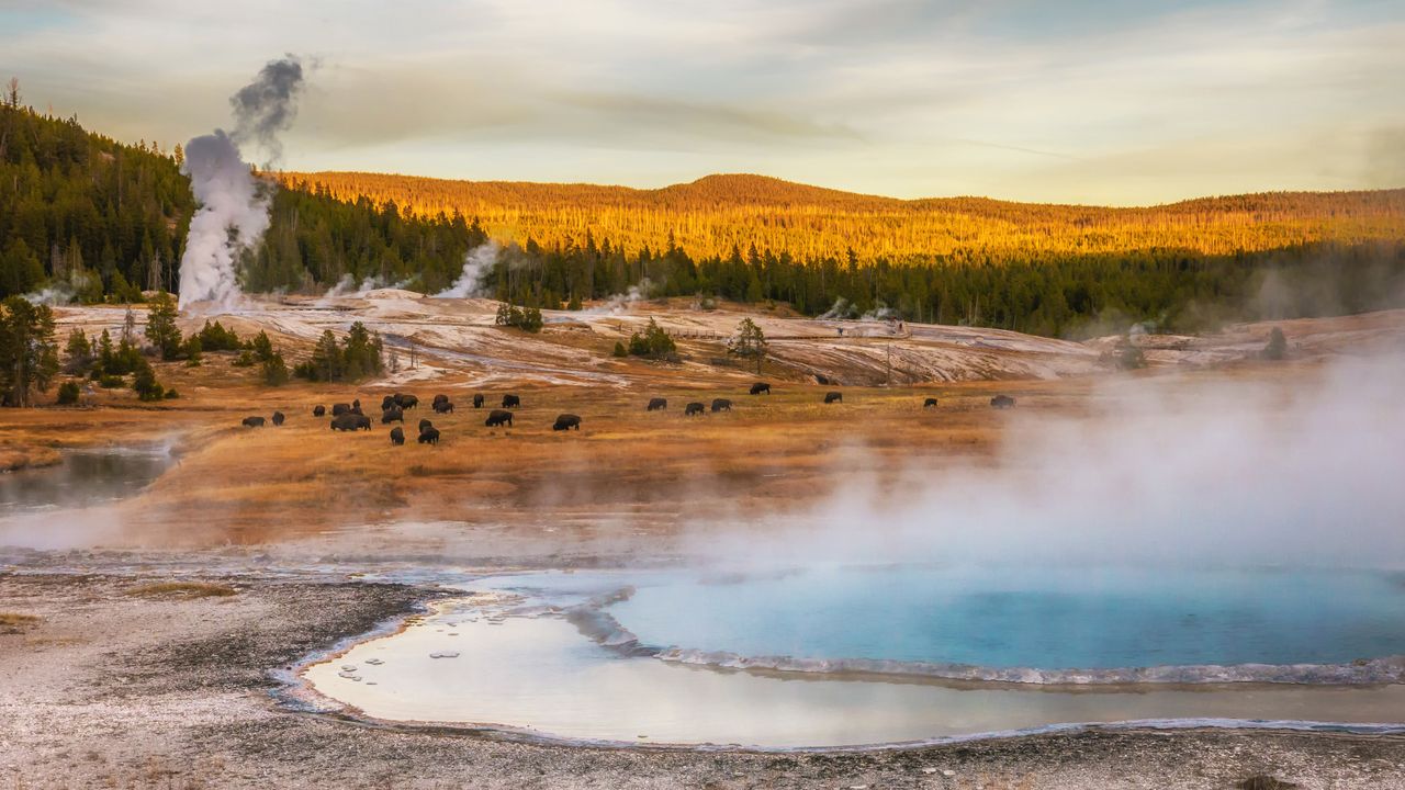 Bison grazing at thermal hot springs, Yellowstone National Park ...