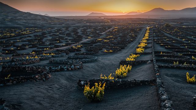 Volcanic vineyard in the La Geria wine region of Lanzarote, Canary ...