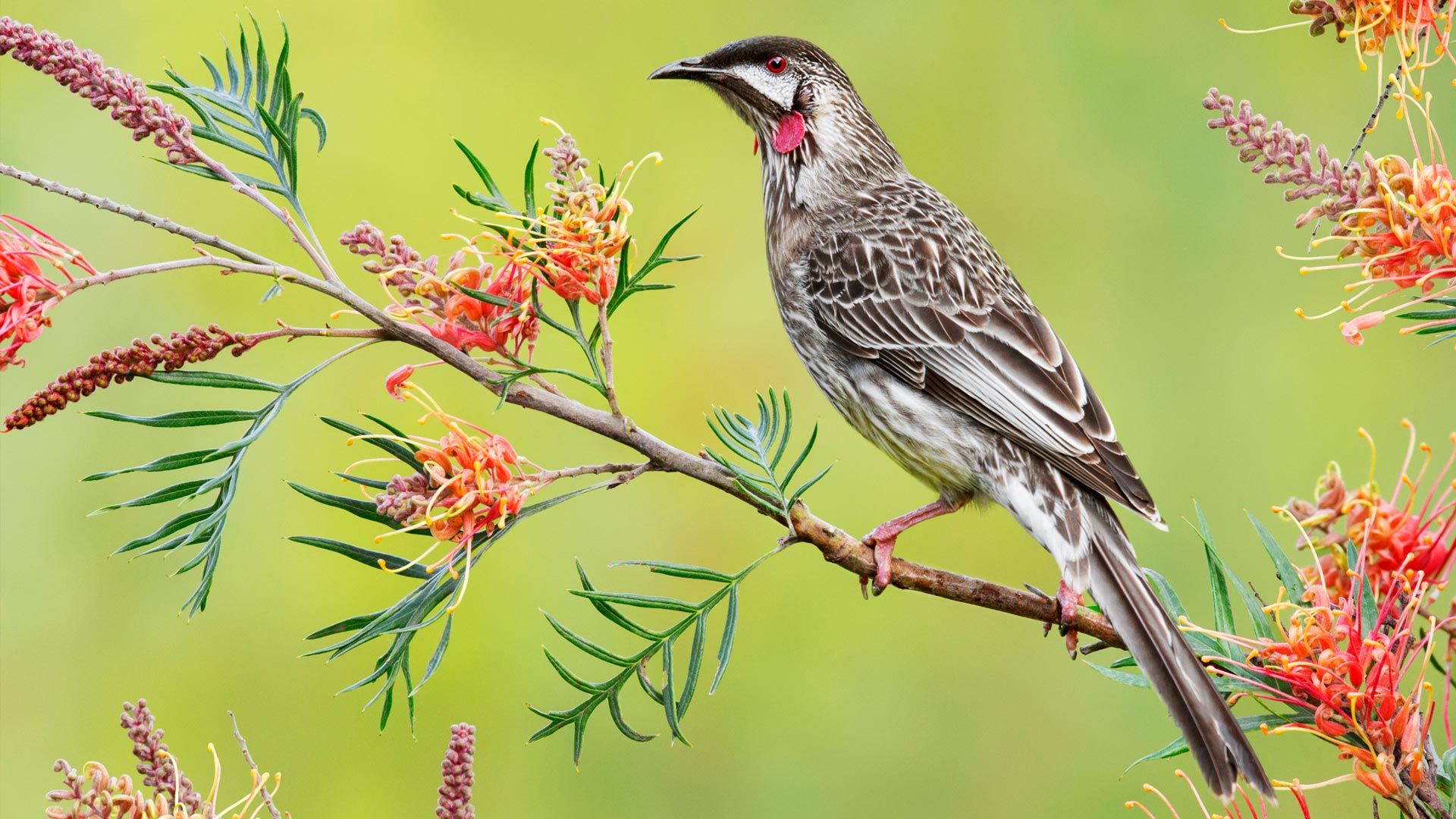 Red Wattlebird (Anthochaera carunculata), Victoria, Australia | Peapix