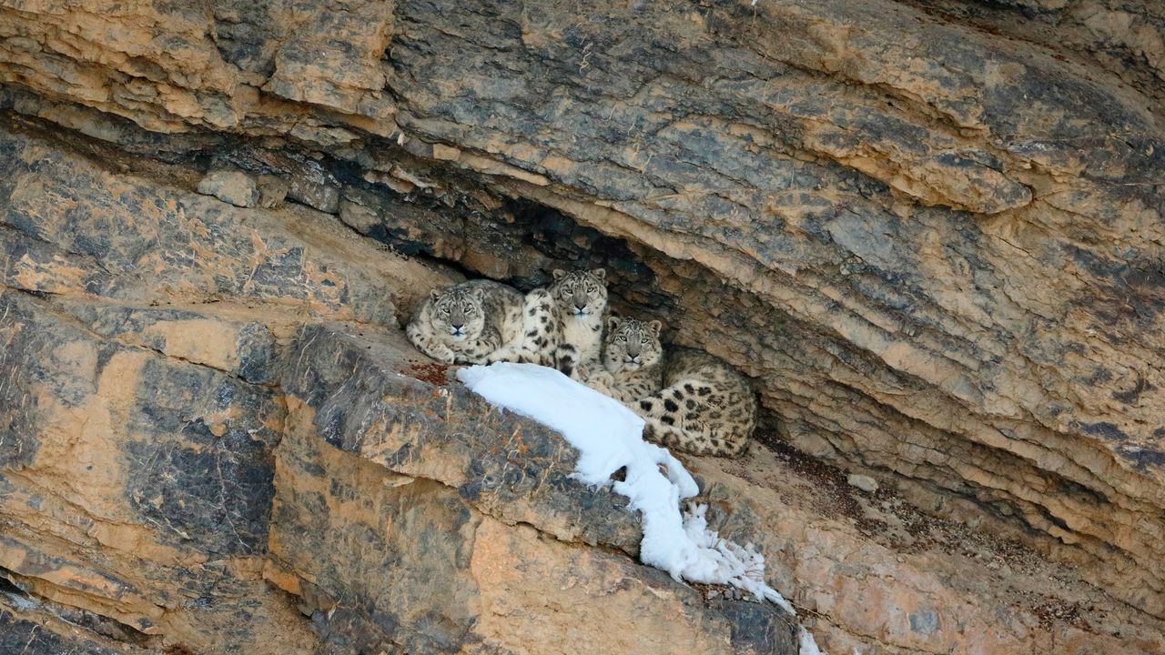 Snow leopard with her cubs, Spiti Valley, Cold Desert Biosphere Reserve ...
